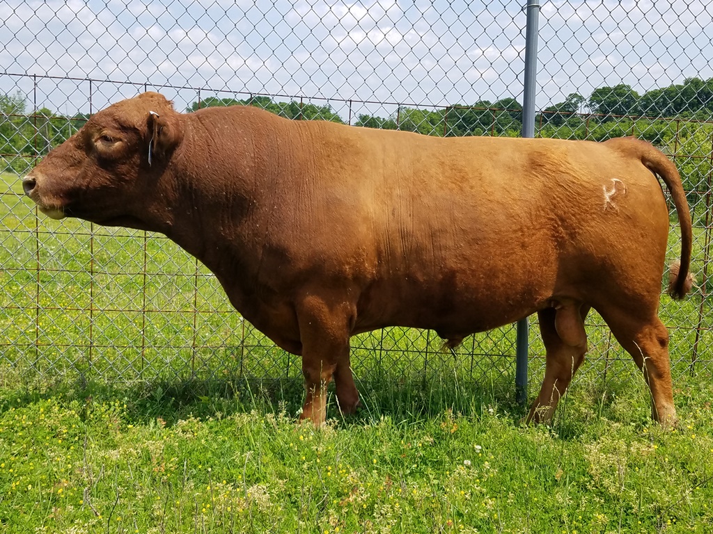 Dexter Cattle